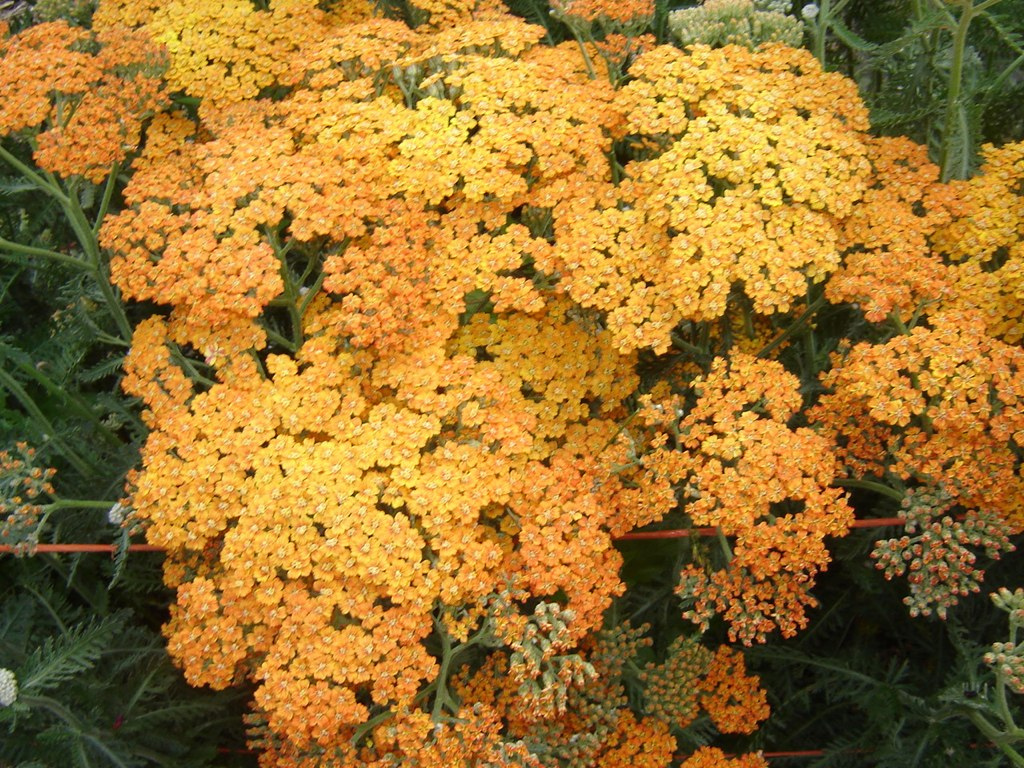 Achillea 'Terra Cotta' - The Site Gardener