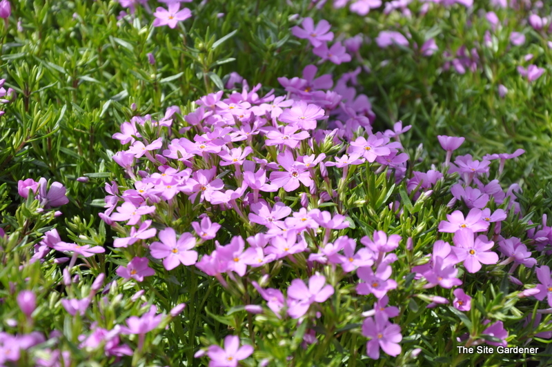 Phlox Subulata 'Emerald Pink' - The Site Gardener
