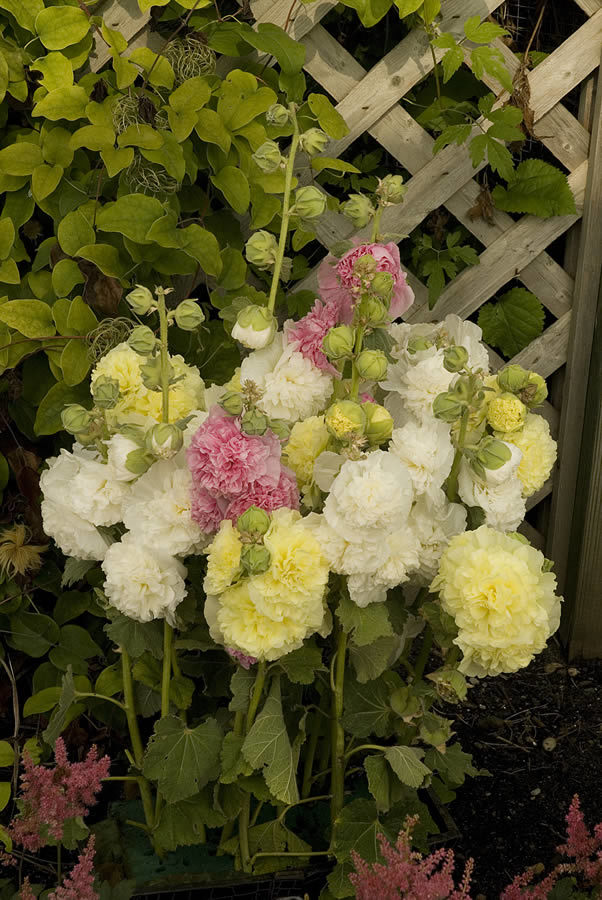 Alcea rosea Chaters Mix - The Site Gardener