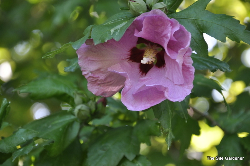 Althaea syriacus 'Aphrodite' - The Site Gardener