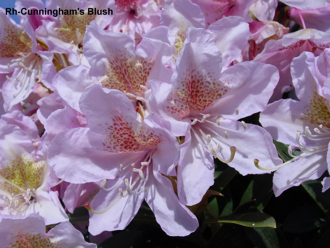 Rhododendron Cunningham Blush - The Site Gardener