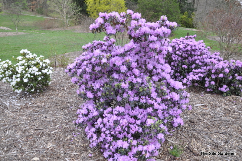Rhododendron 'PJM Elite' - The Site Gardener