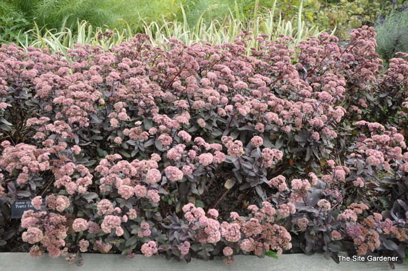 Sedum Purple Emperor - The Site Gardener