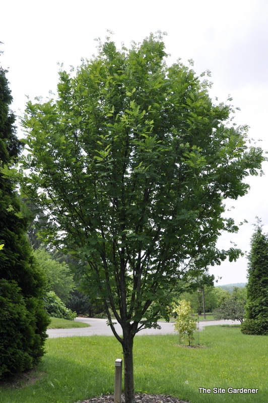 Sorbus aucuparia Black Hawk - The Site Gardener