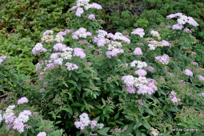 Spirea japonica alpina - The Site Gardener
