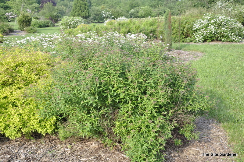 Spirea japonica 'Neon Flash' - The Site Gardener