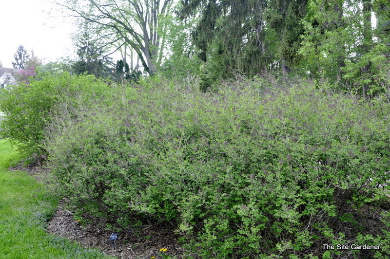 Syringa meyeri 'Palibin' - The Site Gardener