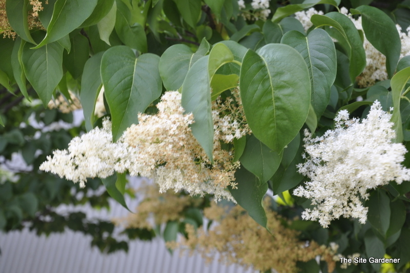 Syringa Pekinensis Summer Charm - The Site Gardener