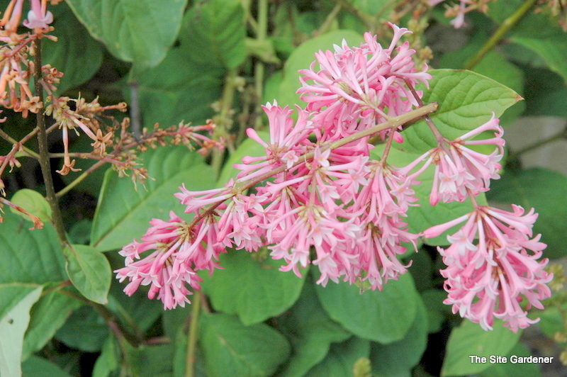 Syringa prestonae Miss Canada - The Site Gardener