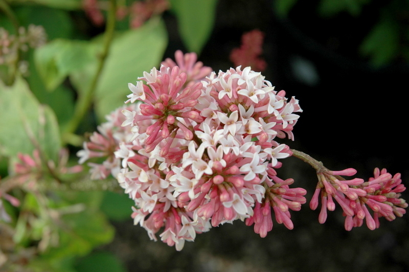 Syringa prestonae Miss Canada - The Site Gardener