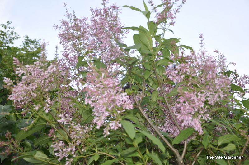 Syringa prestoniae James MacFarlane - The Site Gardener
