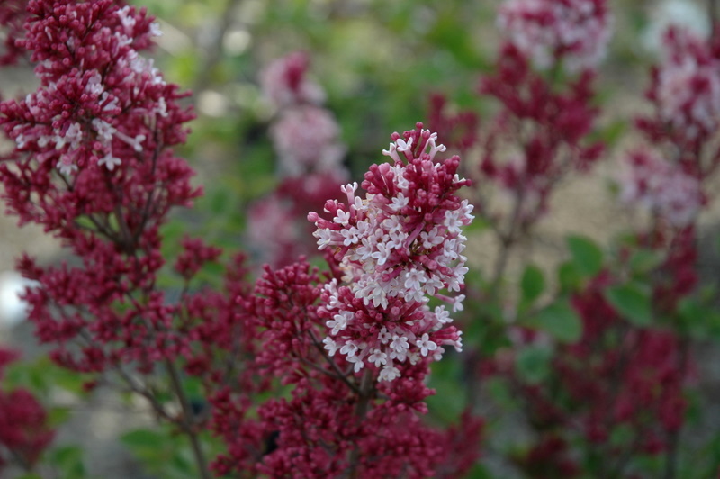 Tinkerbelle Lilac Shrub