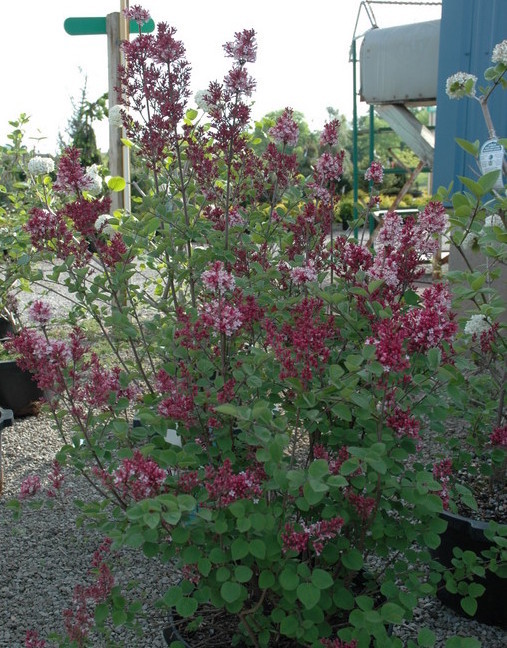 Syringa Tinkerbell - The Site Gardener