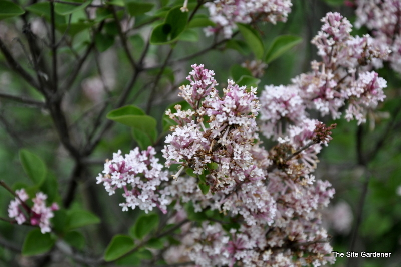 Syringa Tinkerbell - The Site Gardener