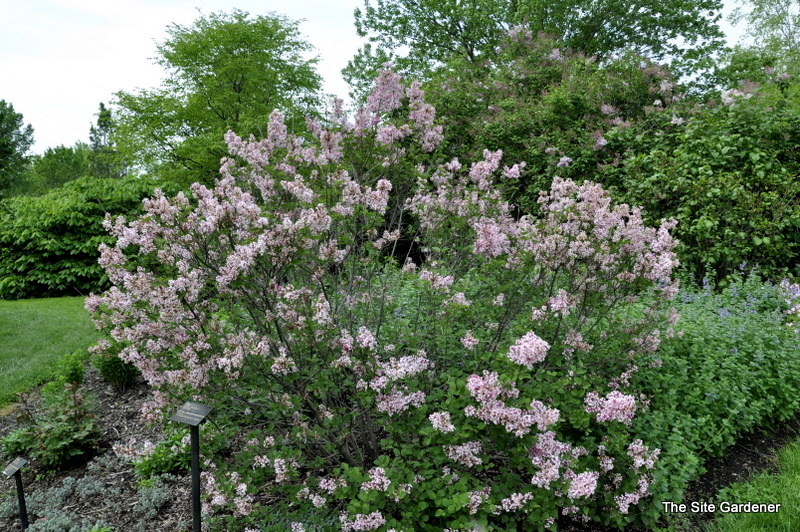 Syringa Tinkerbell - The Site Gardener