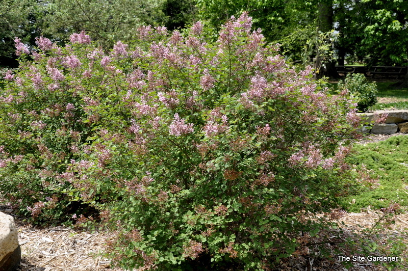 Syringa Tinkerbell - The Site Gardener