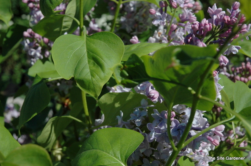 Syringa vulgaris President Grevy - The Site Gardener
