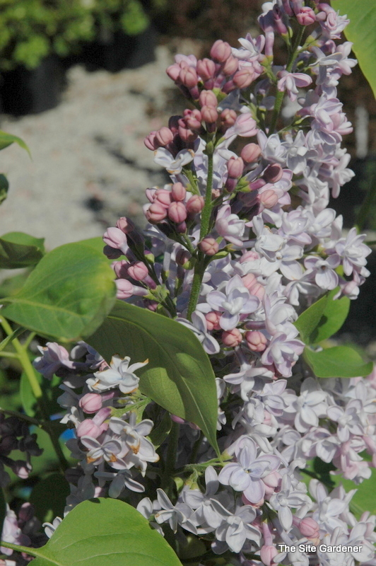 Syringa vulgaris President Grevy - The Site Gardener