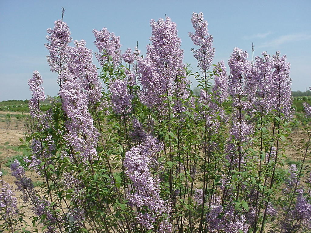 Syringa x hyacinthiflora 'Assessippi' - The Site Gardener