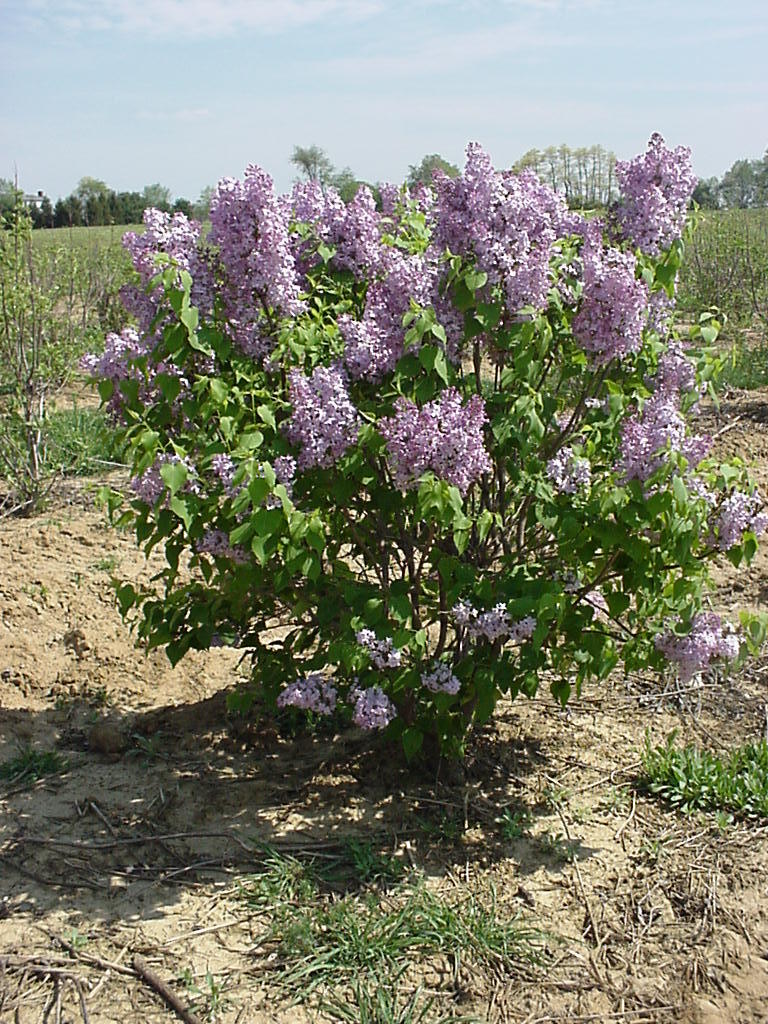 Syringa x hyacinthiflora 'Assessippi' - The Site Gardener