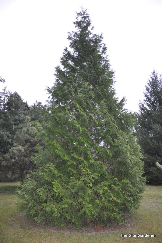 Thuja plicata 'Atrovirens' - The Site Gardener