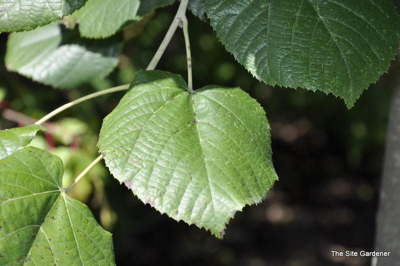 Tilia americana MckSentry American Sentry - The Site Gardener