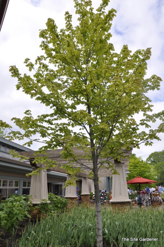 Ulmus x 'Frontier' - The Site Gardener