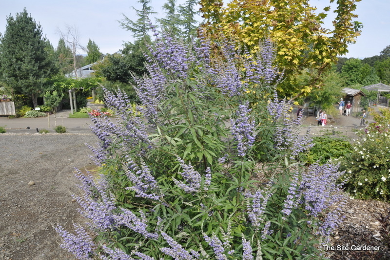 Vitex Agnus- castus (Blue) - The Site Gardener