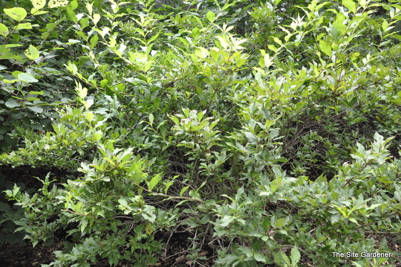 Weigela florida Red Prince - The Site Gardener