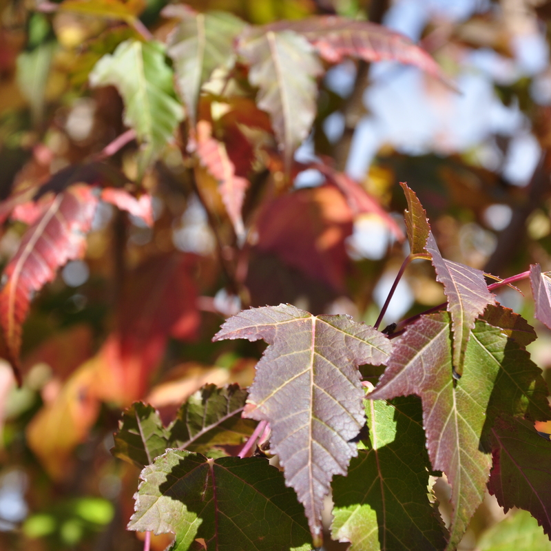 Acer ginnala 'Flame' - The Site Gardener