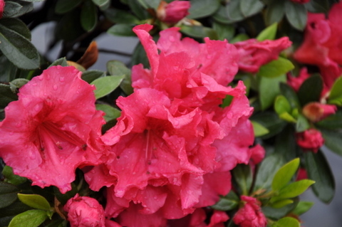 Azalea 'Christmas Cheer' - The Site Gardener