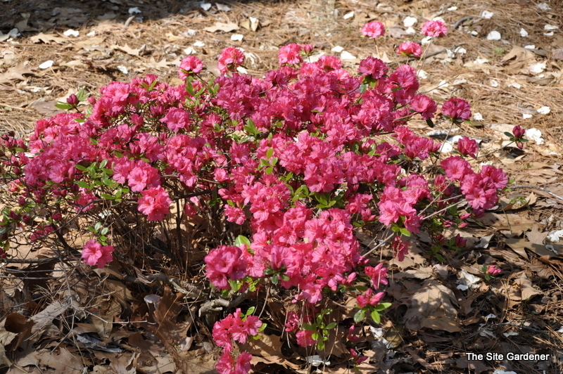 Azalea 'Christmas Cheer' - The Site Gardener