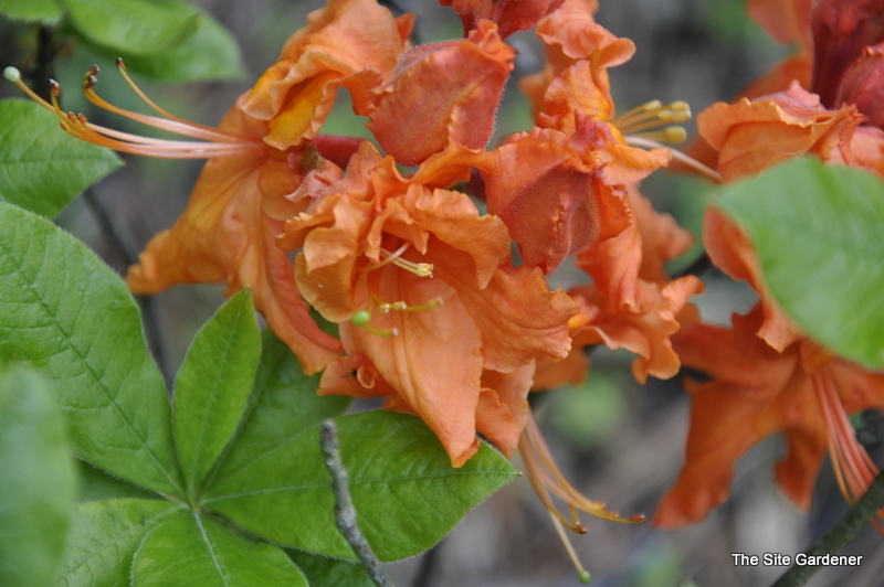 Azalea 'Gibraltar' - The Site Gardener