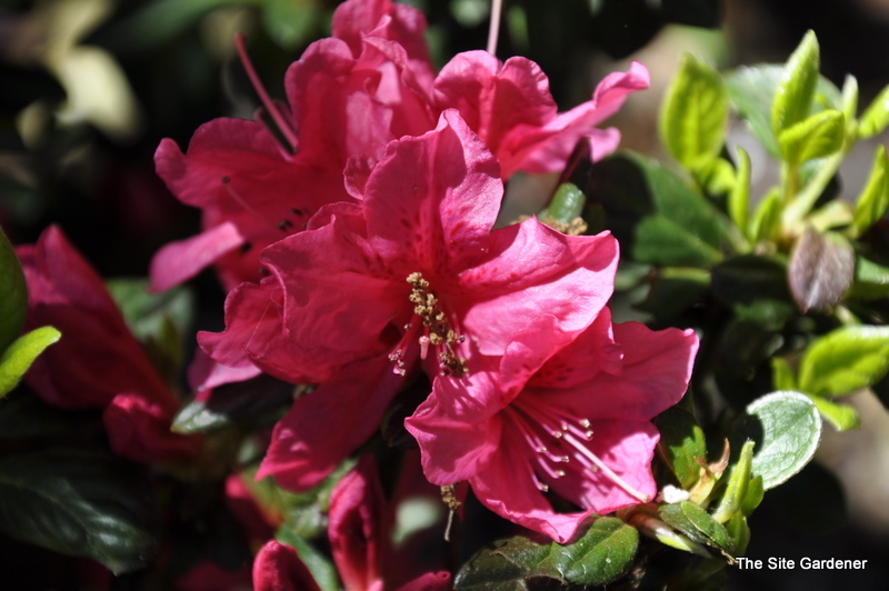 Azalea Gloria'(Southern Indica Hybrid) - The Site Gardener