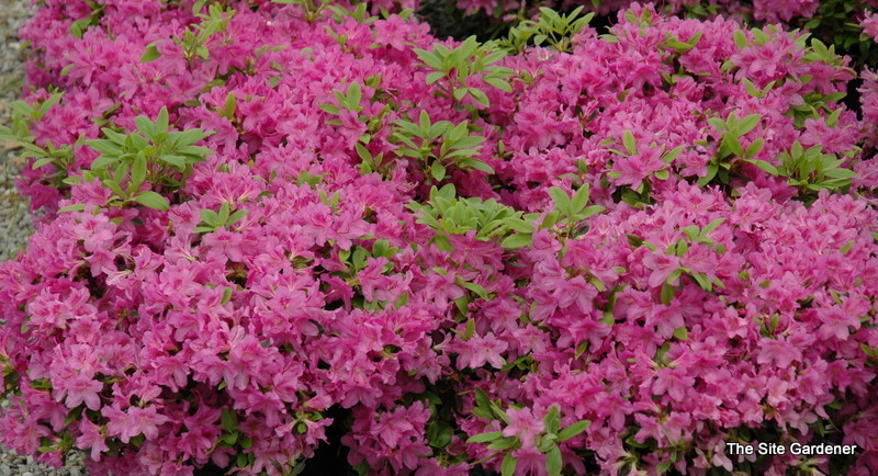 Azalea 'Herbert'( Gable Hybrid) - The Site Gardener