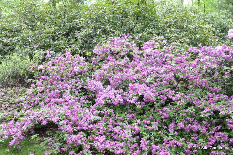 Azalea 'Herbert'( Gable Hybrid) - The Site Gardener