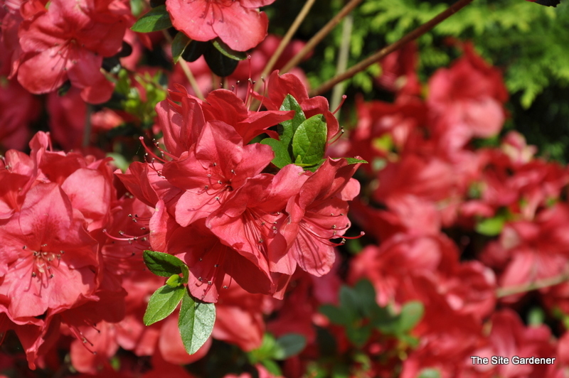 Azalea 'Mother's Day'(Kurume Hybrid) - The Site Gardener