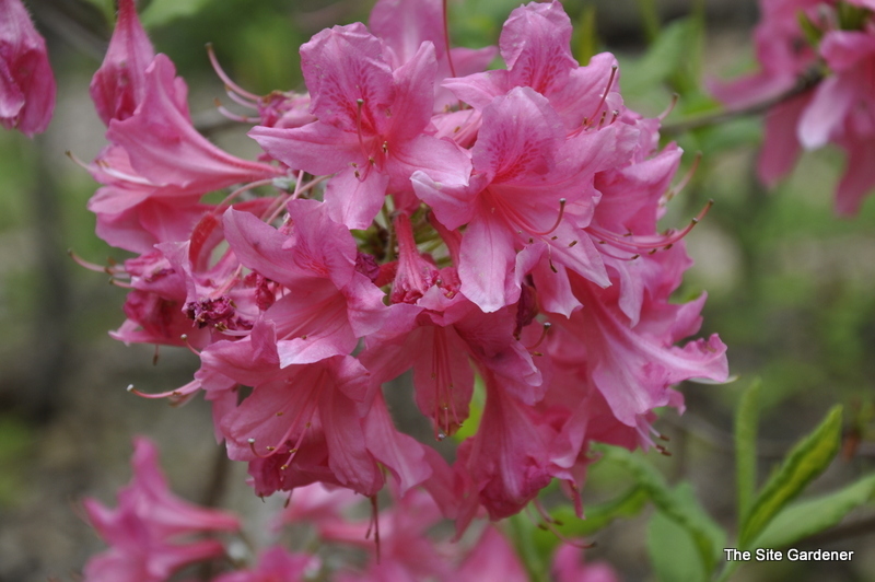 Azalea 'Rosy Lights' - The Site Gardener