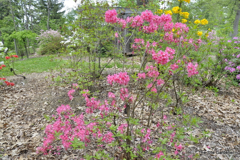 Azalea 'Rosy Lights' - The Site Gardener