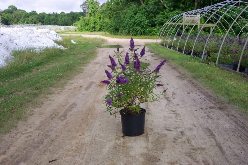 Buddleia Purple Emperor - The Site Gardener