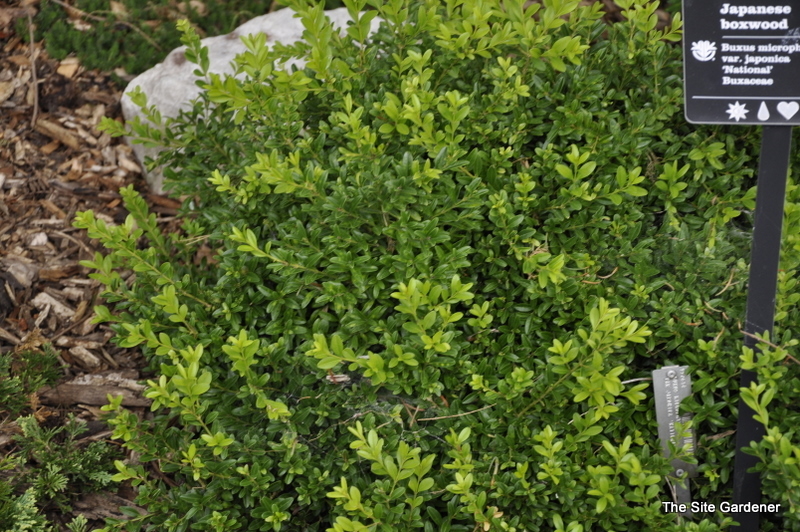 Buxus microphylla National - The Site Gardener