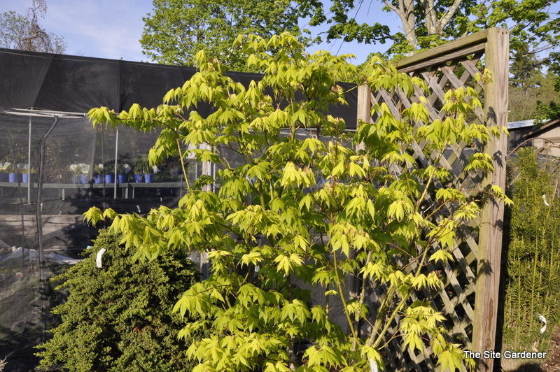 Acer palmatum 'Kihachijo' - The Site Gardener