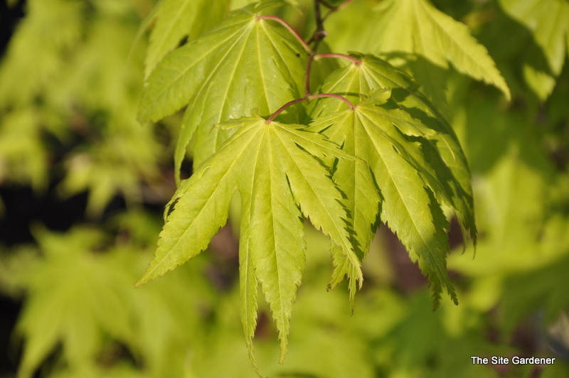 Acer palmatum 'Kihachijo' - The Site Gardener