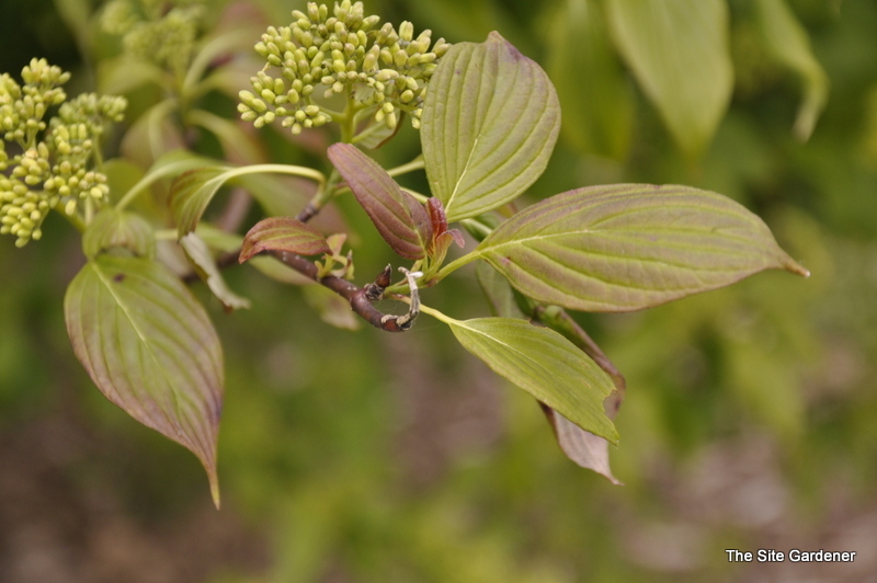 Cornus alternifolia - The Site Gardener