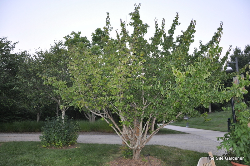 Cornus mas - The Site Gardener
