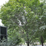 Acer platanoides 'Emerald Queen' - The Site Gardener