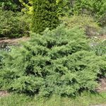 Juniperus c. pfit. 'Nick's Compact' - The Site Gardener