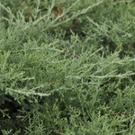 Juniperus Chinensis 'Pfitzeriana Kallay Compact' J - The Site Gardener