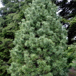 Pinus Cembra Chalet - The Site Gardener