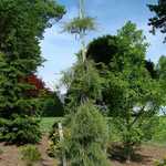 Pinus Strobus Angel Falls - The Site Gardener